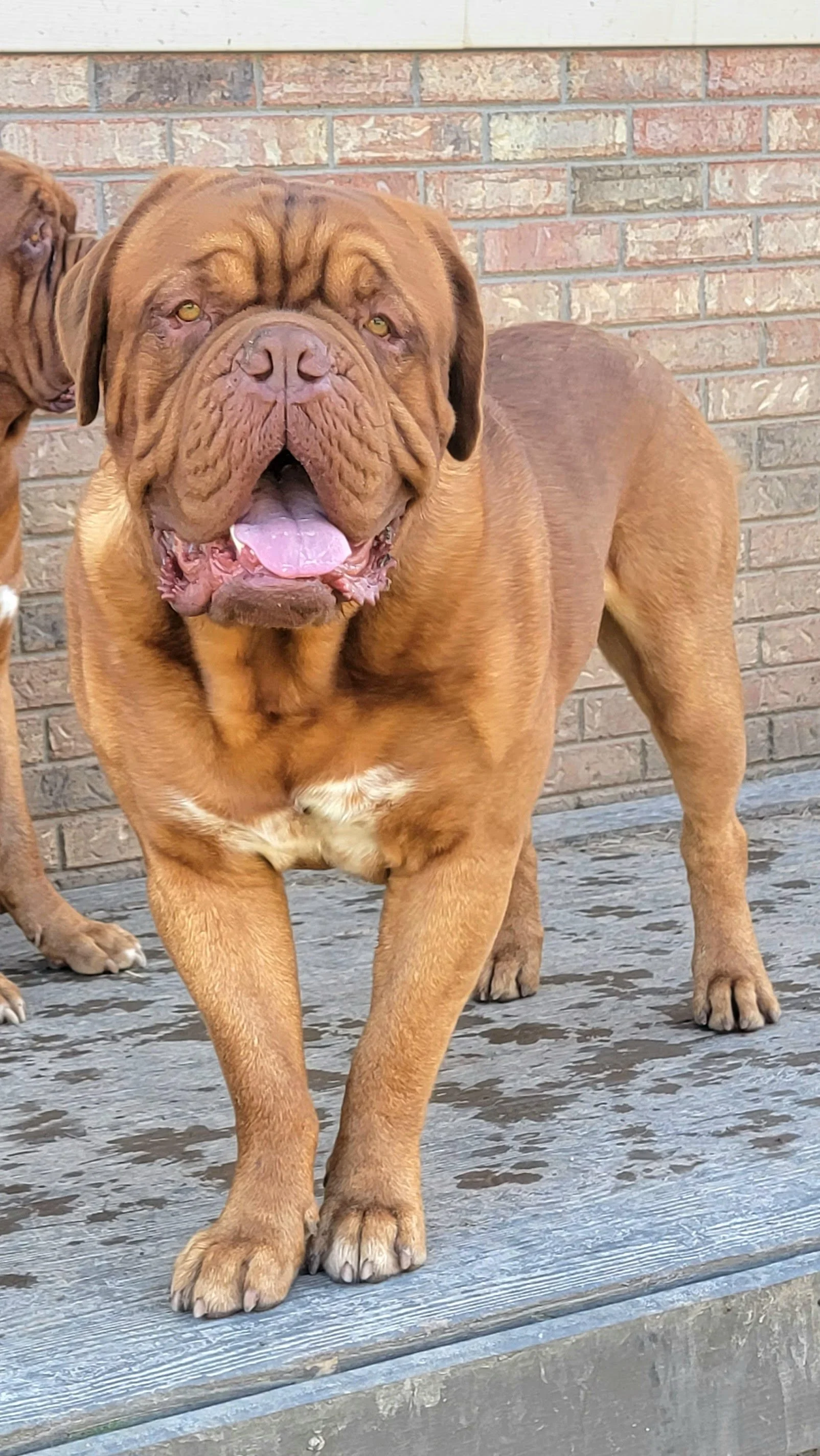 BORDEAUX LEGENDS | Discover and Adopt Today