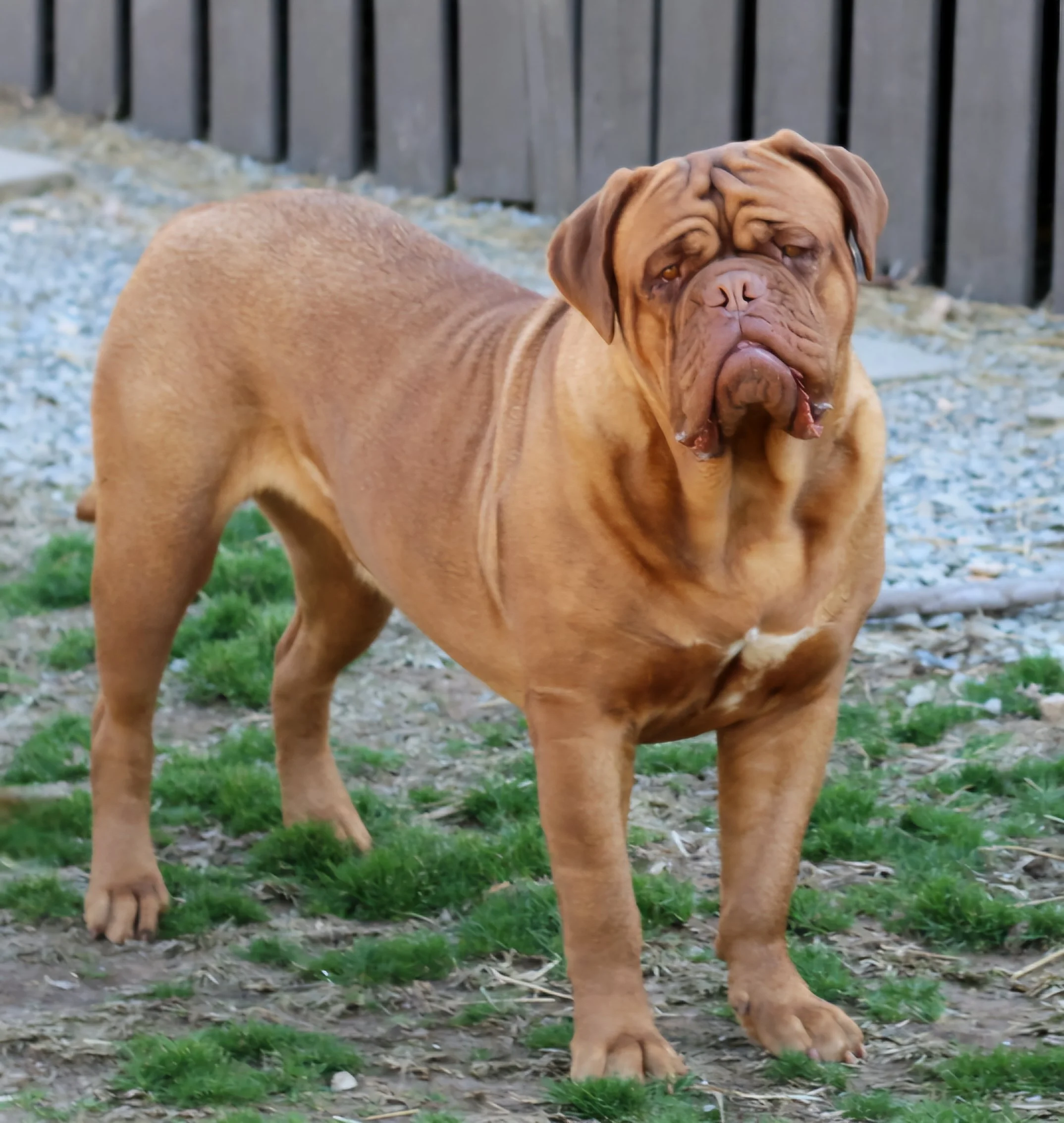 BORDEAUX LEGENDS | Discover and Adopt Today