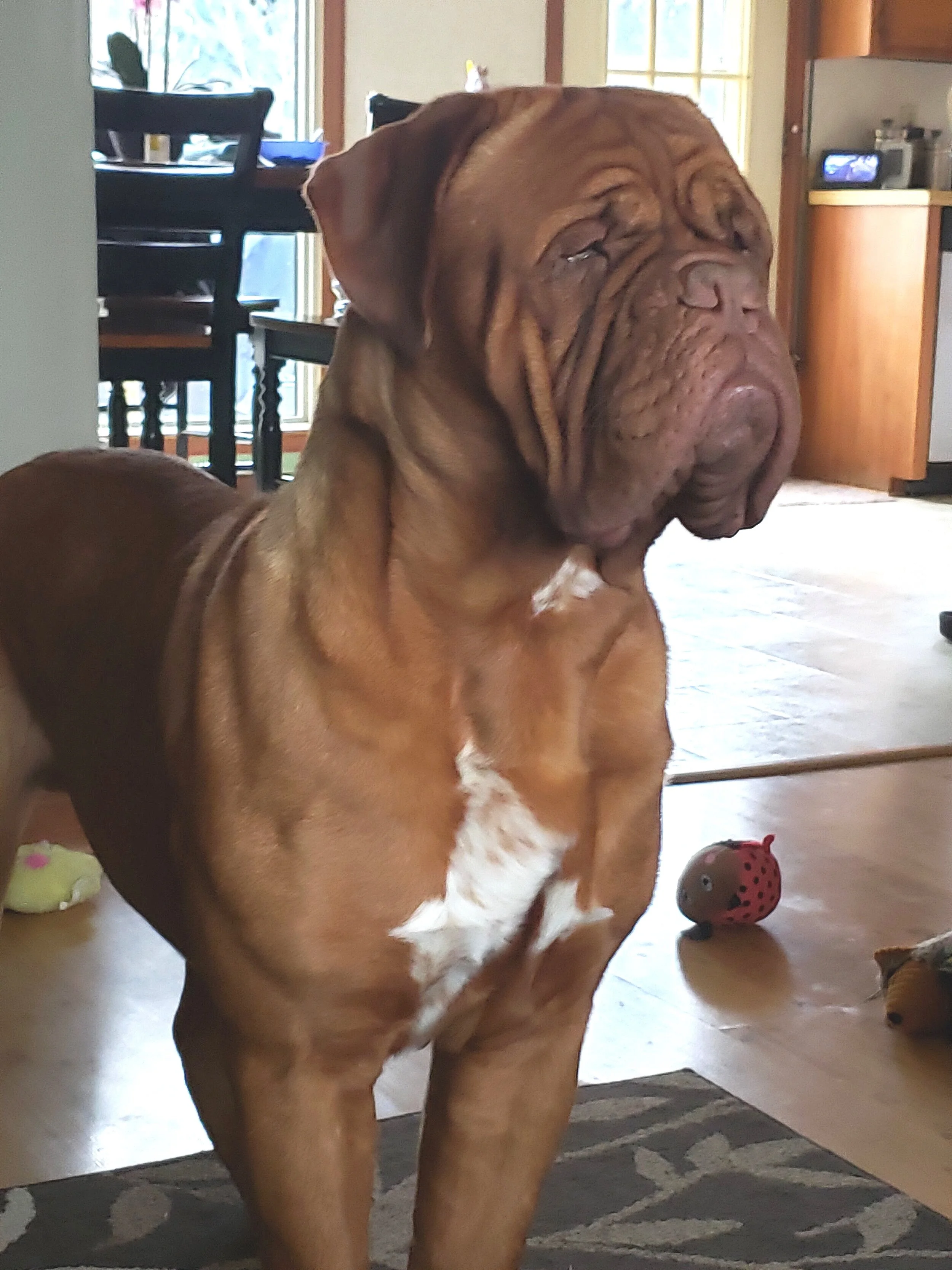 BORDEAUX LEGENDS | Discover and Adopt Today