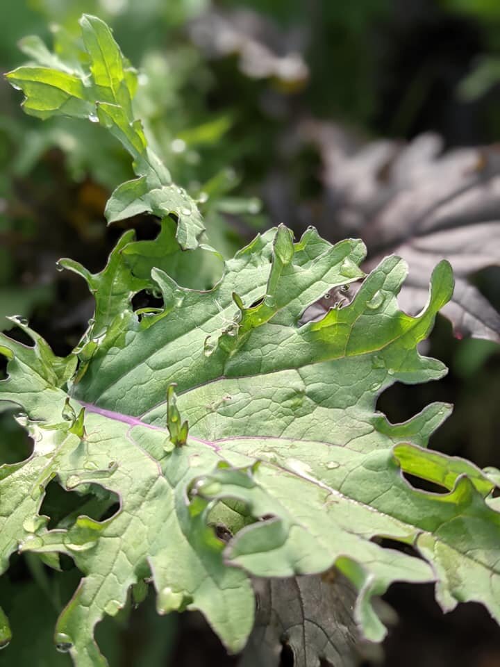 Shop — Cedar Mountain Farm