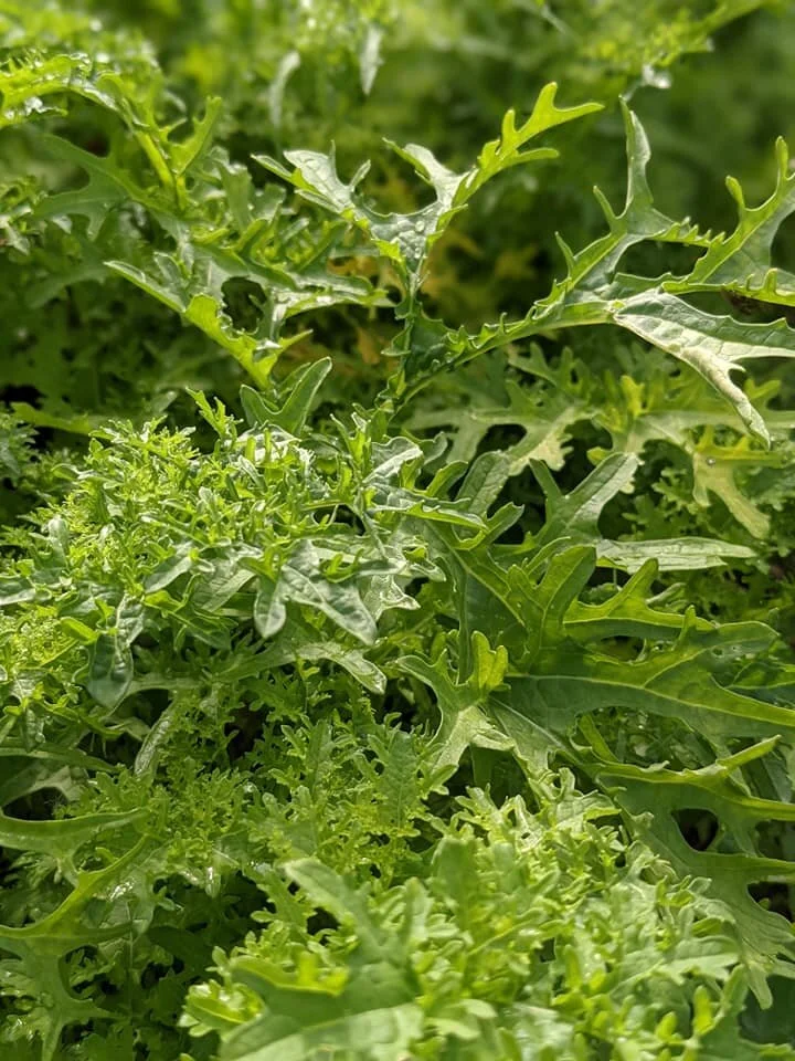 Shop — Cedar Mountain Farm