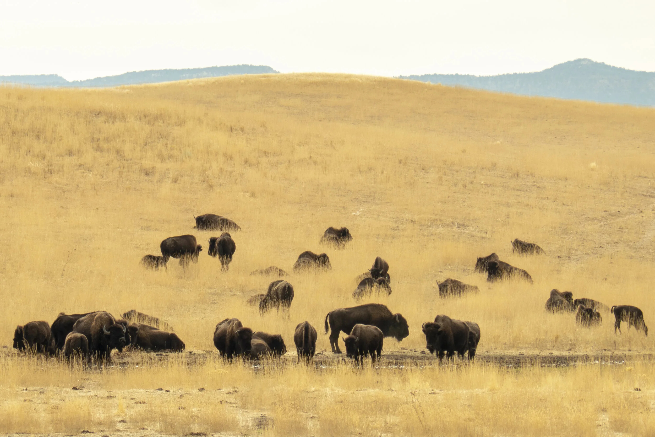 Creation — Peg Hess Photography