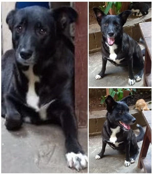 RAIN (Tri-Pawed) — Rescue Dogs Lebanon-CANADA