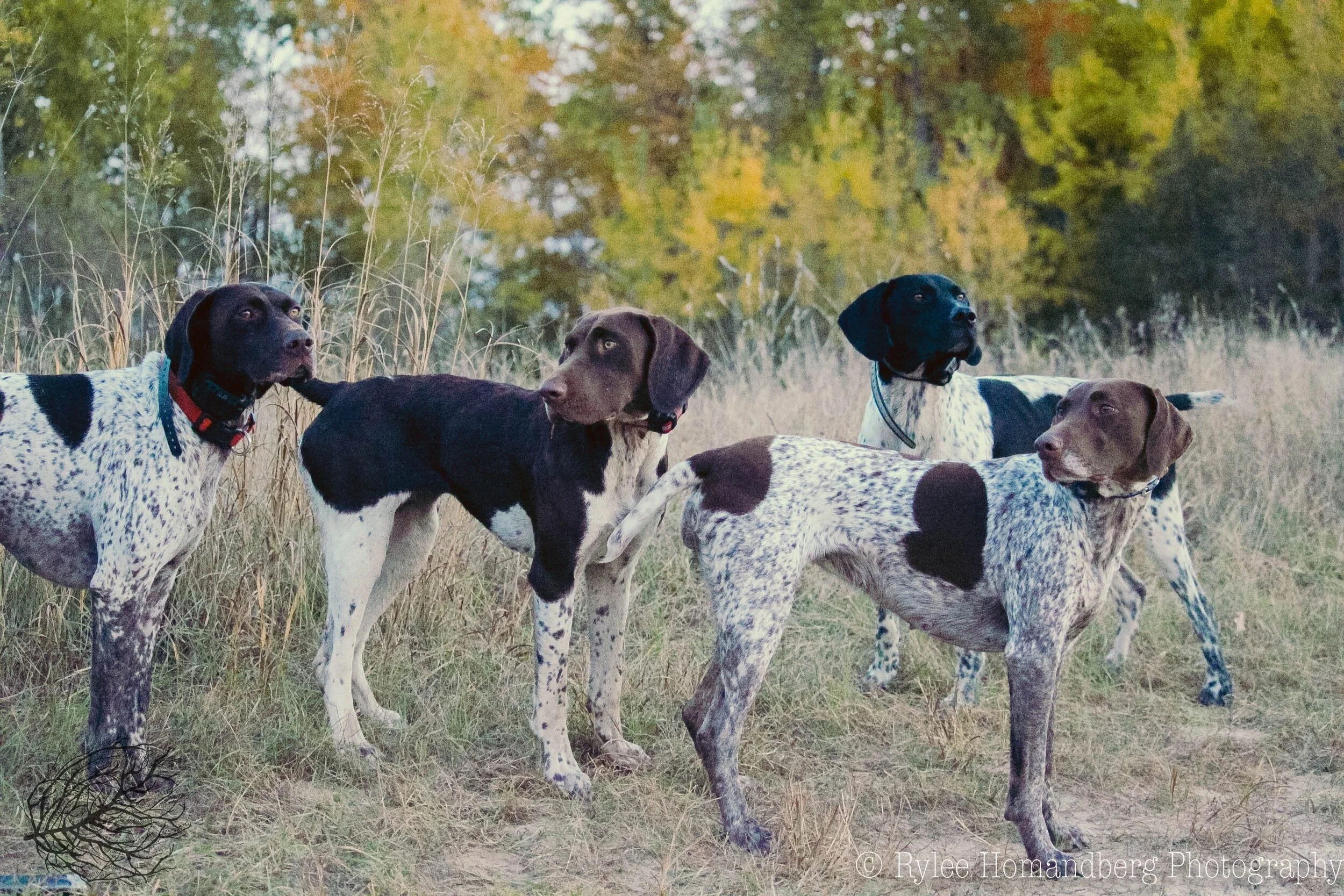 Dogs — Tumbleweed Outfitters Hunting Dogs