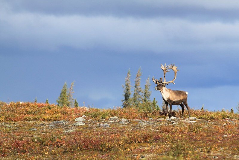 Indigenous Protected And Conserved Areas — Indigenous Leadership Initiative