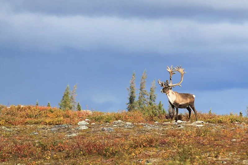 Indigenous Protected and Conserved Areas — Indigenous Leadership Initiative
