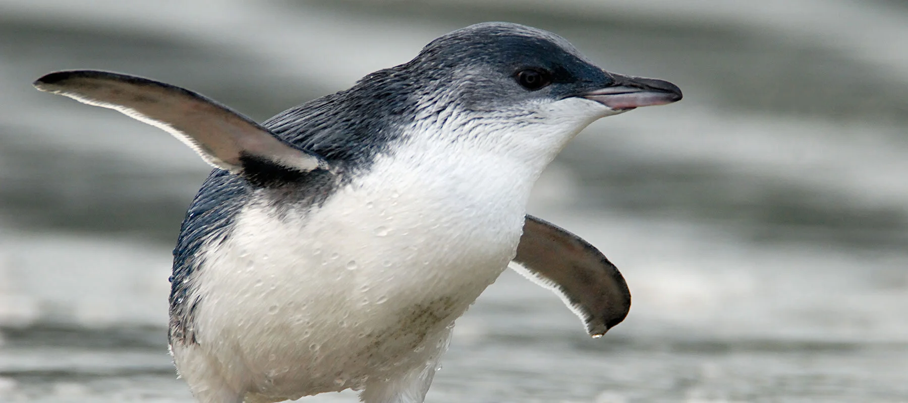 Kororā — Kapiti Coast Biodiversity Project