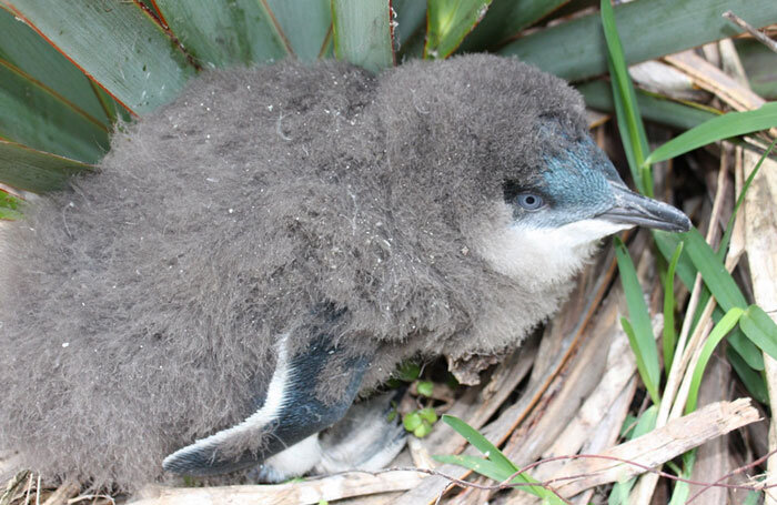 Kororā — Kapiti Coast Biodiversity Project