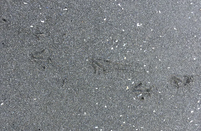 Kororā — Kapiti Coast Biodiversity Project