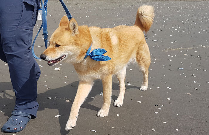 Kororā — Kapiti Coast Biodiversity Project