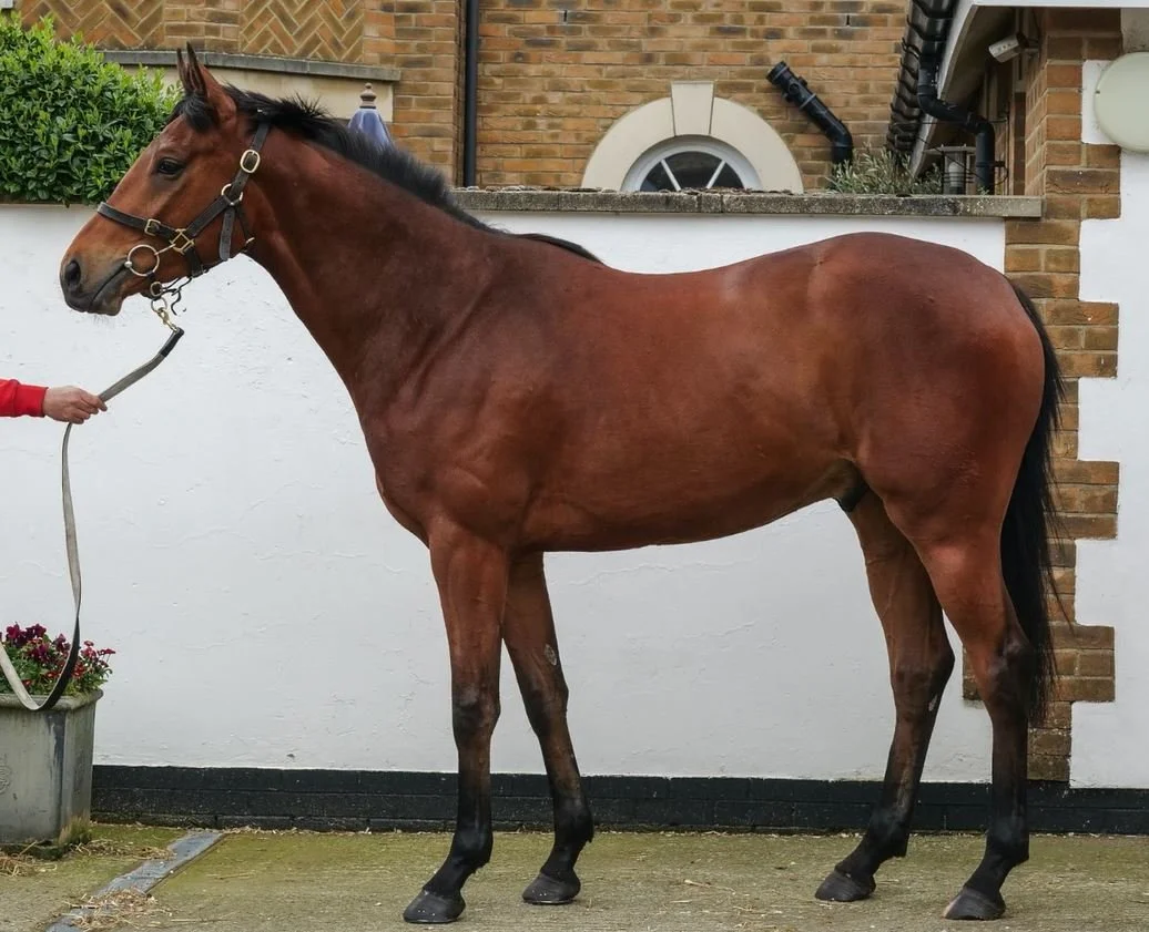 Affordable racehorse ownership - Surrey Racehorse Syndicates — Surrey ...