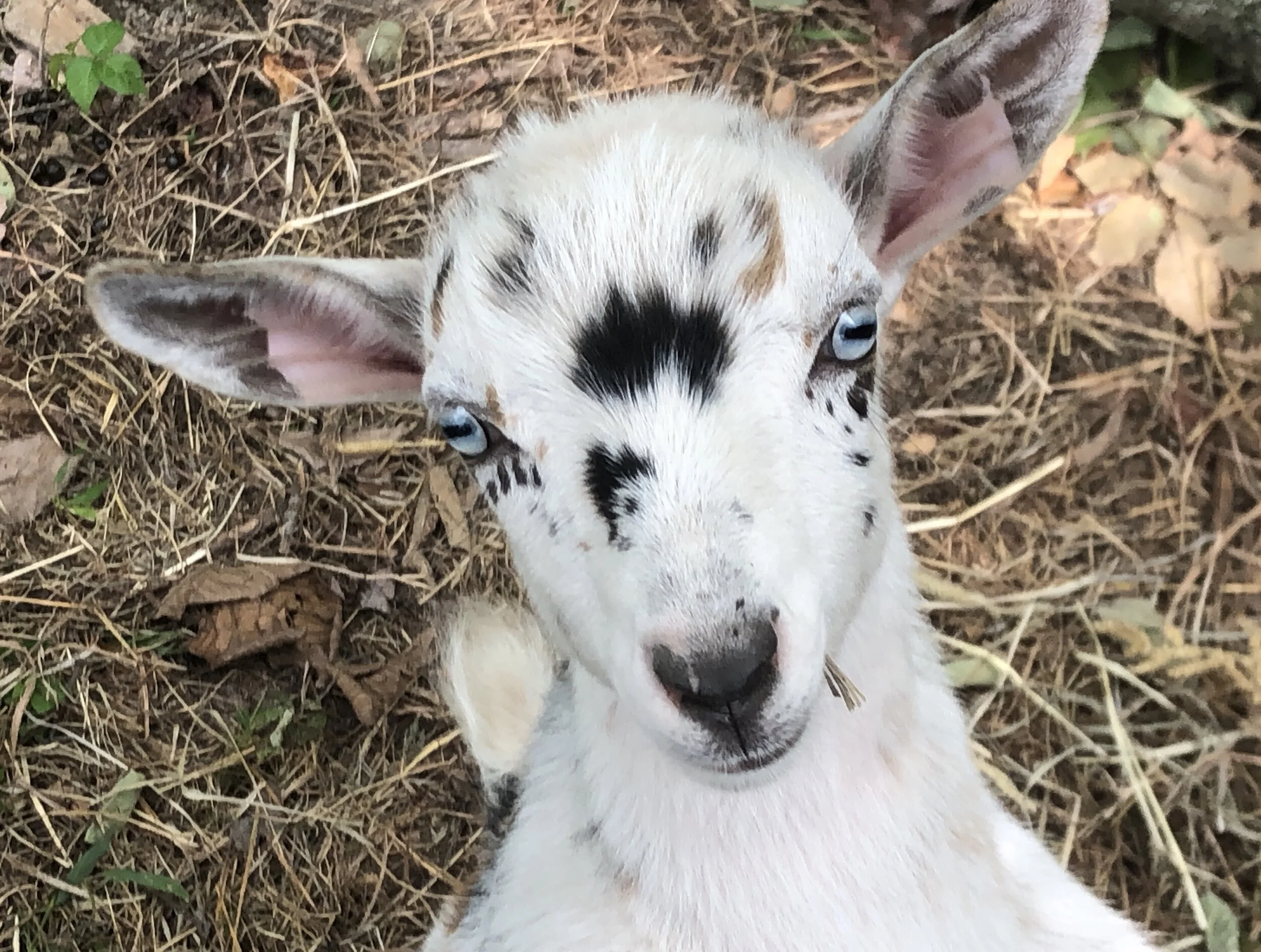 Frogtown Cedars Farm, LLC