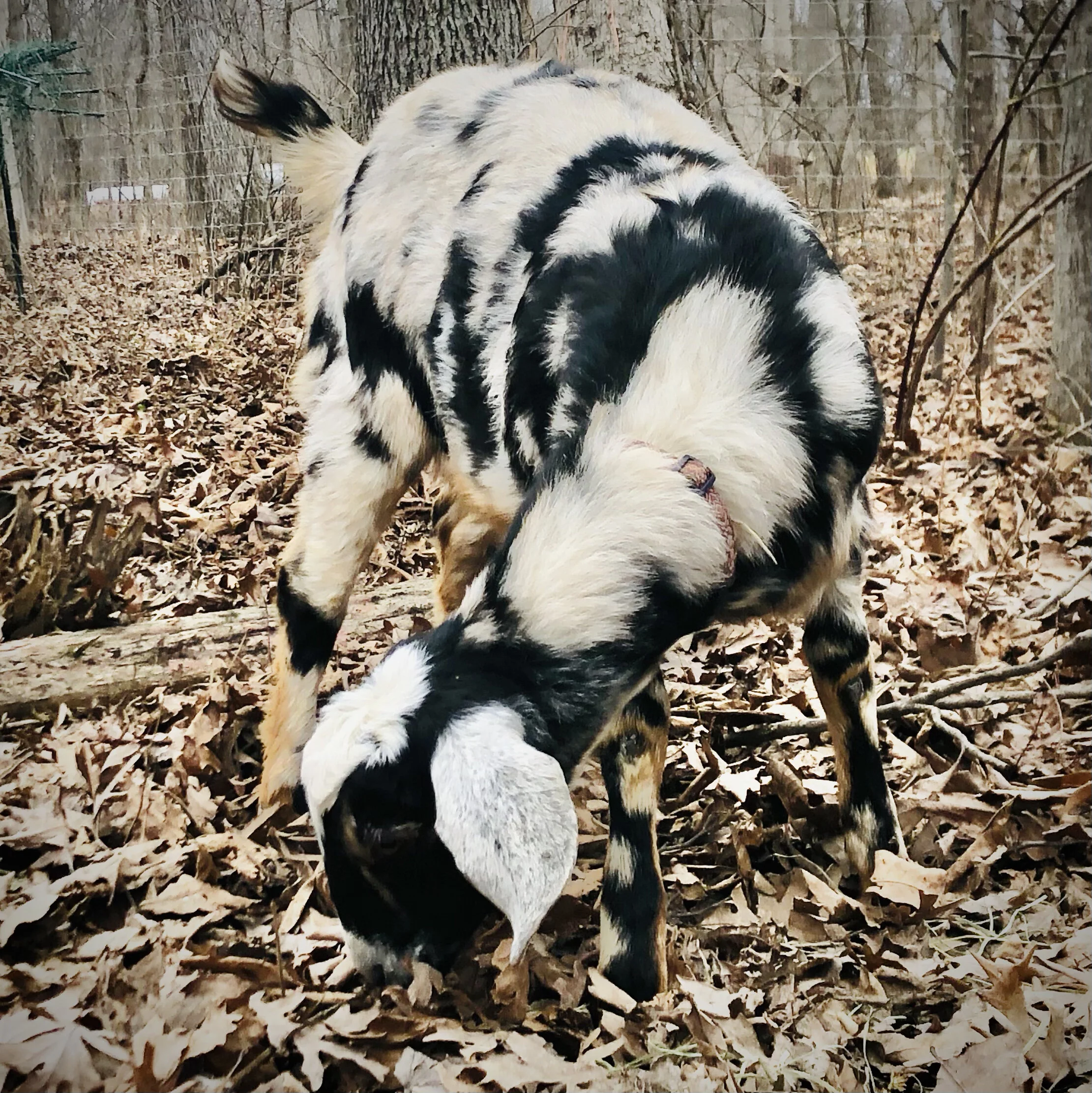 Frogtown Cedars Farm, LLC