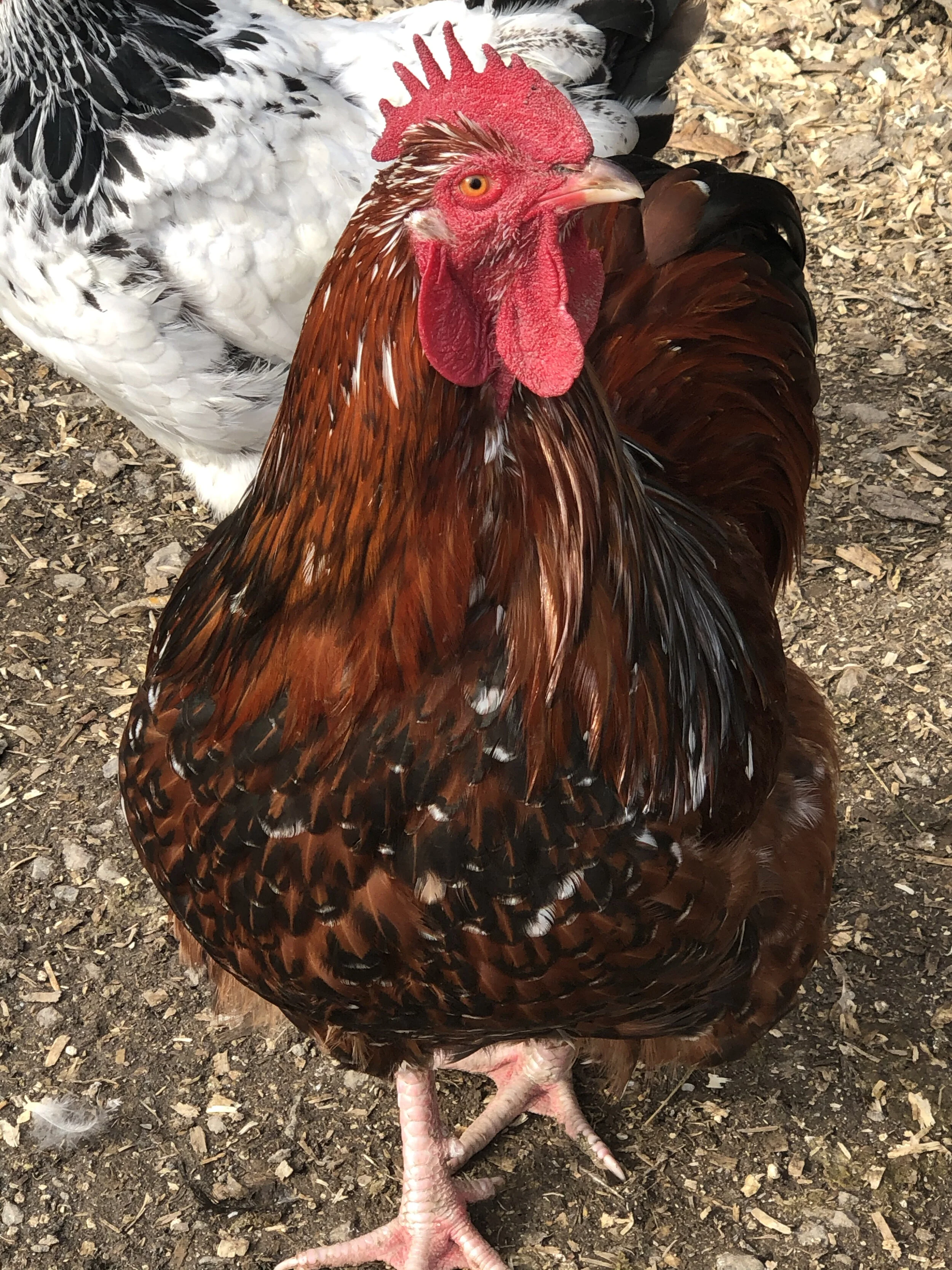 Frogtown Cedars Farm, LLC