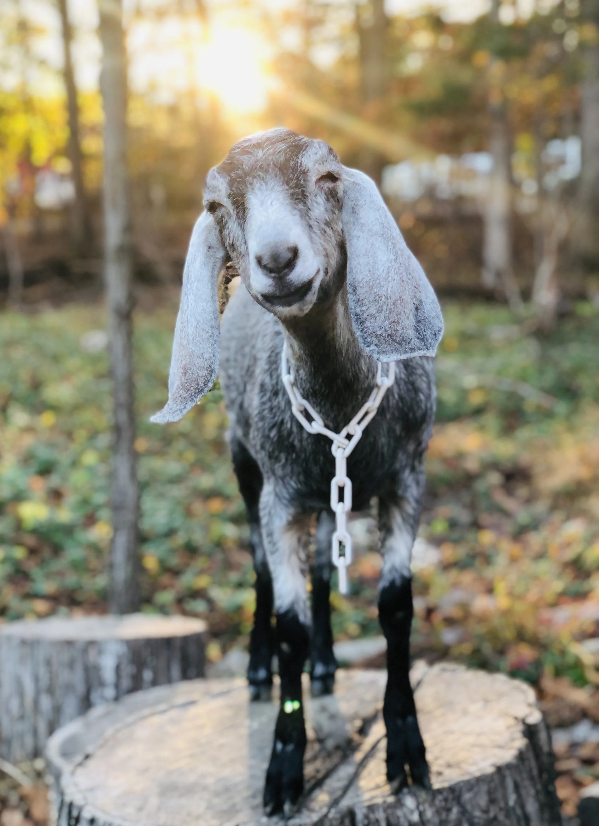 Frogtown Cedars Farm, LLC