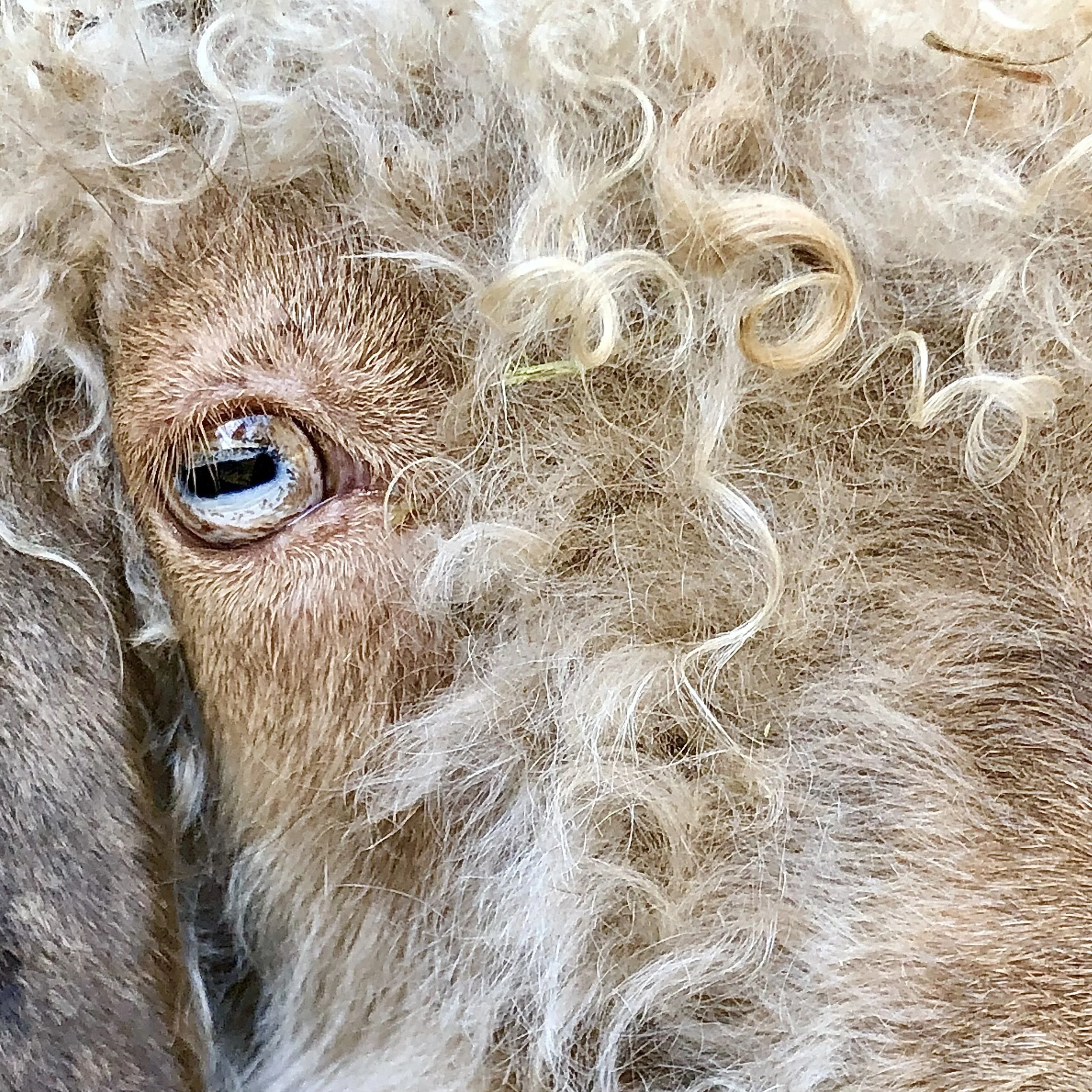 Frogtown Cedars Farm, LLC