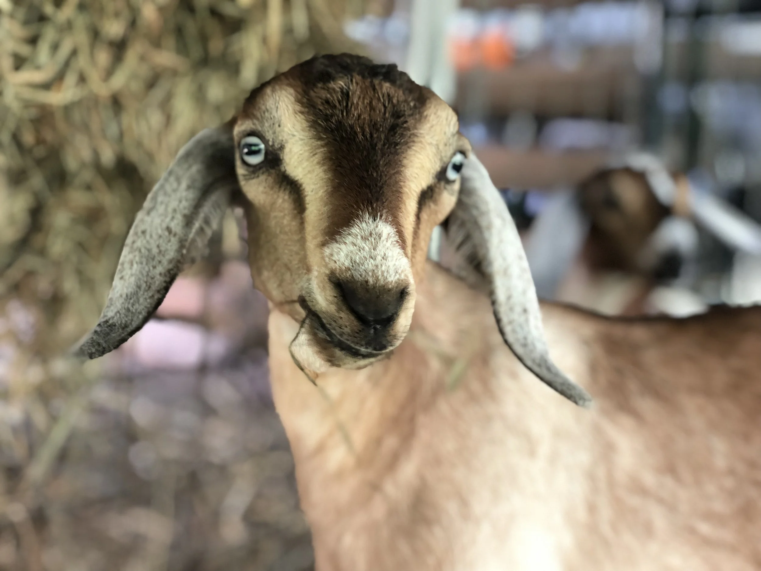 Frogtown Cedars Farm, LLC