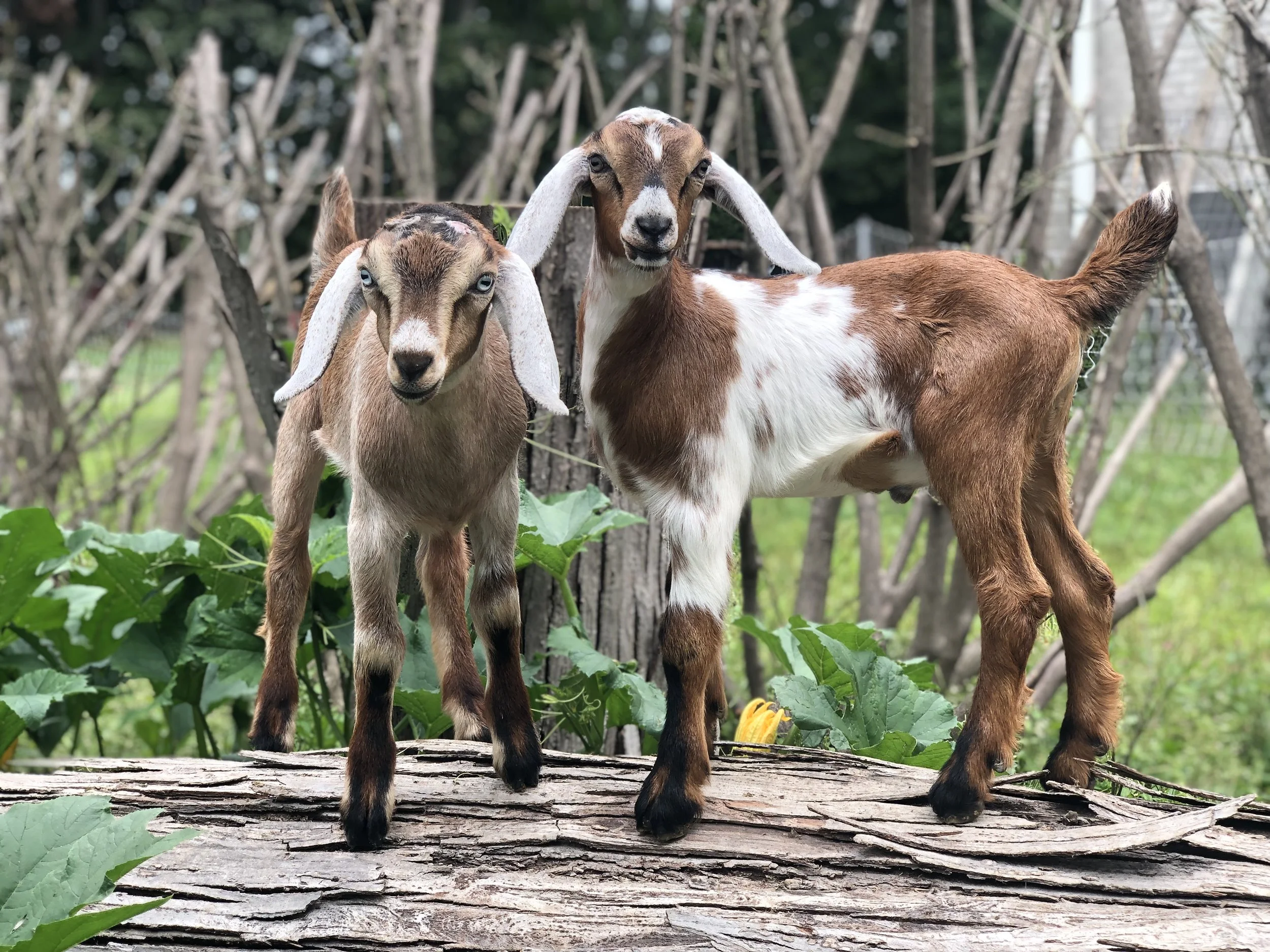 Frogtown Cedars Farm, LLC