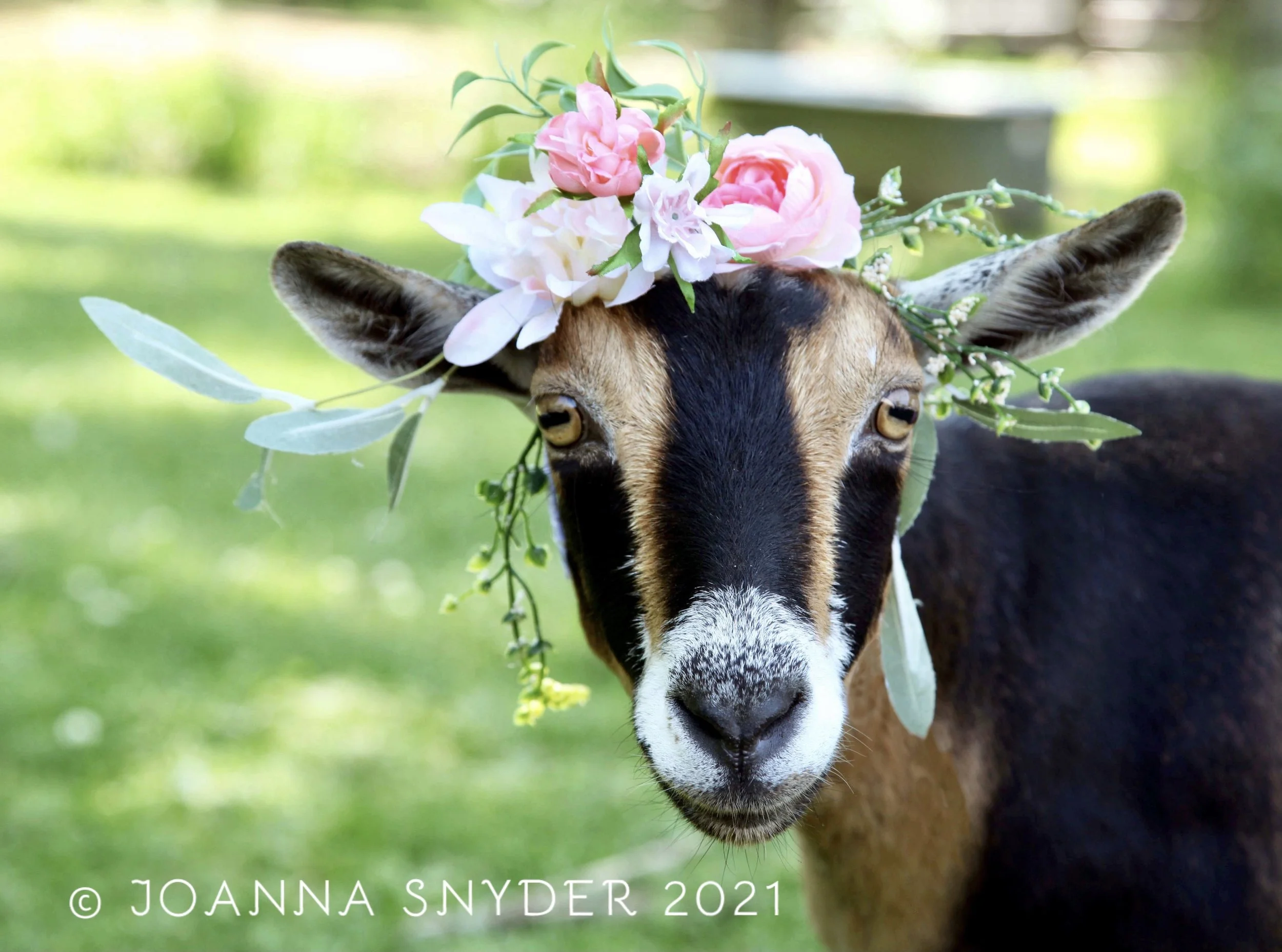 Frogtown Cedars Farm, LLC