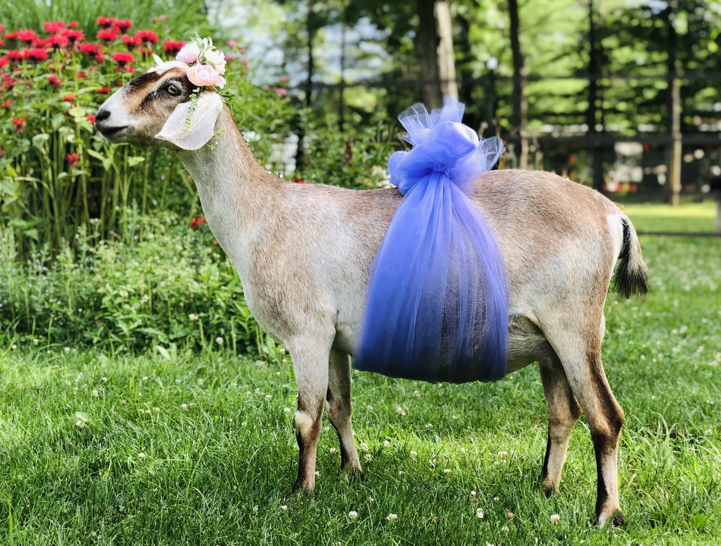 Frogtown Cedars Farm, LLC