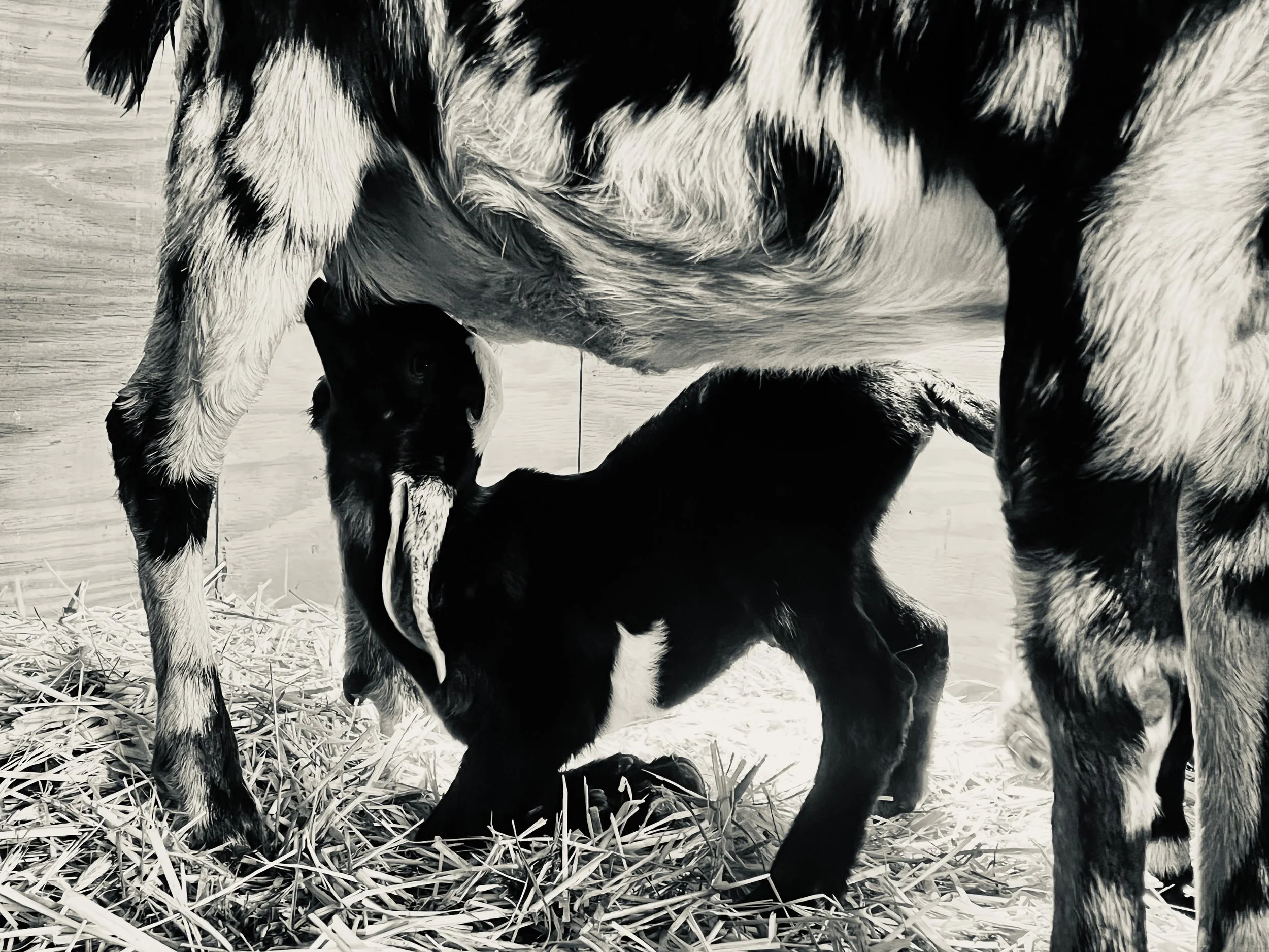 Frogtown Cedars Farm, LLC