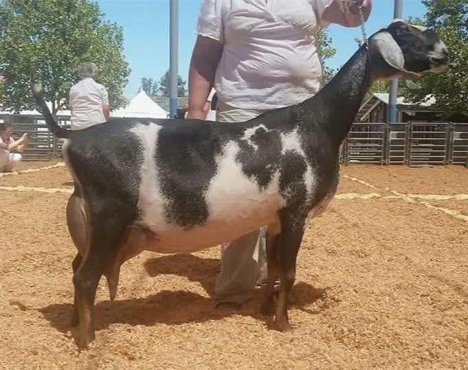 Reference Bucks — Frogtown Cedars Farm, LLC