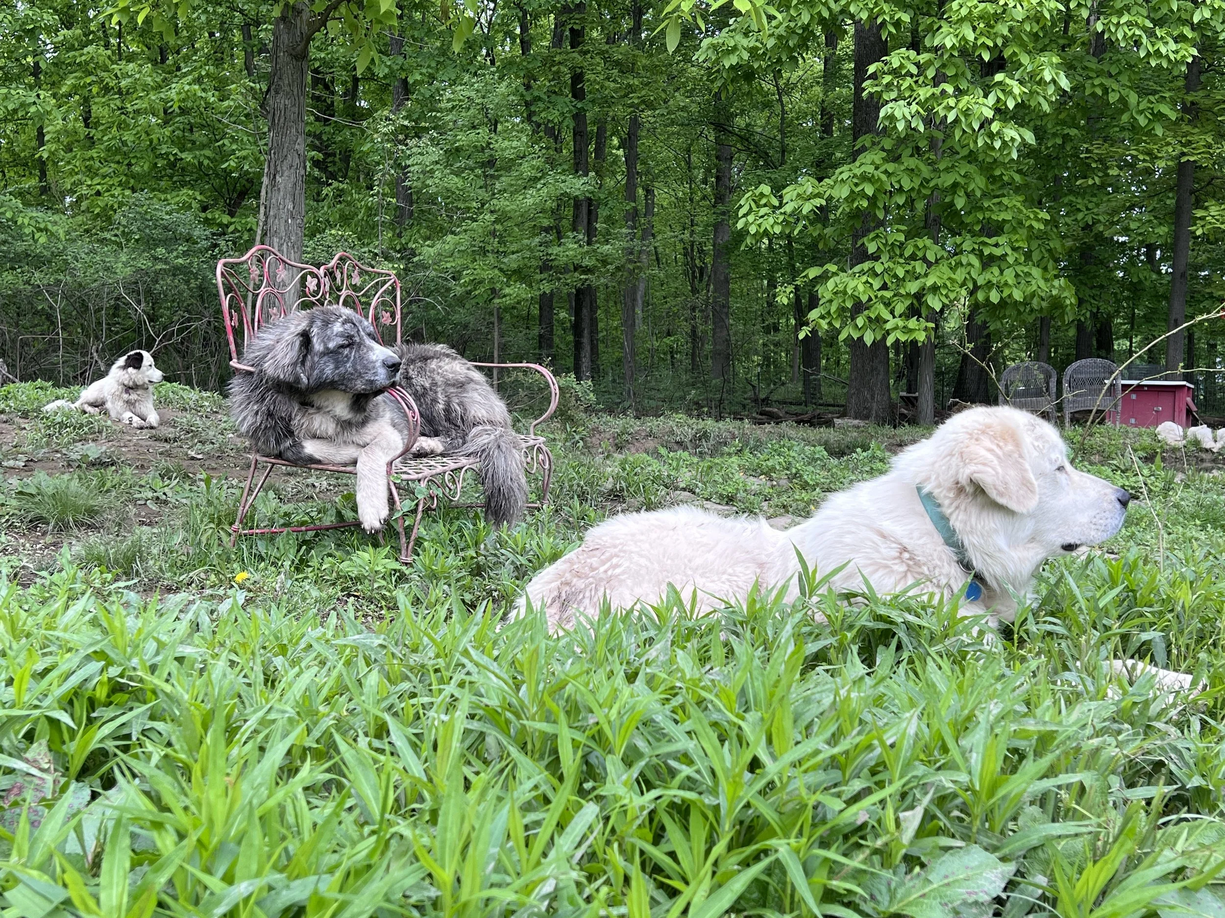 Frogtown Cedars Farm, LLC