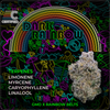 Miracle Mints — Certified Cultivators