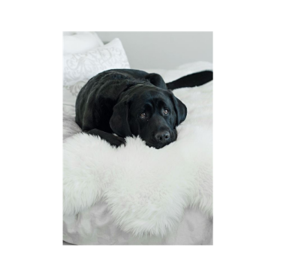 Tropical Stripe Multi Indoor/Outdoor Rug — Merriment