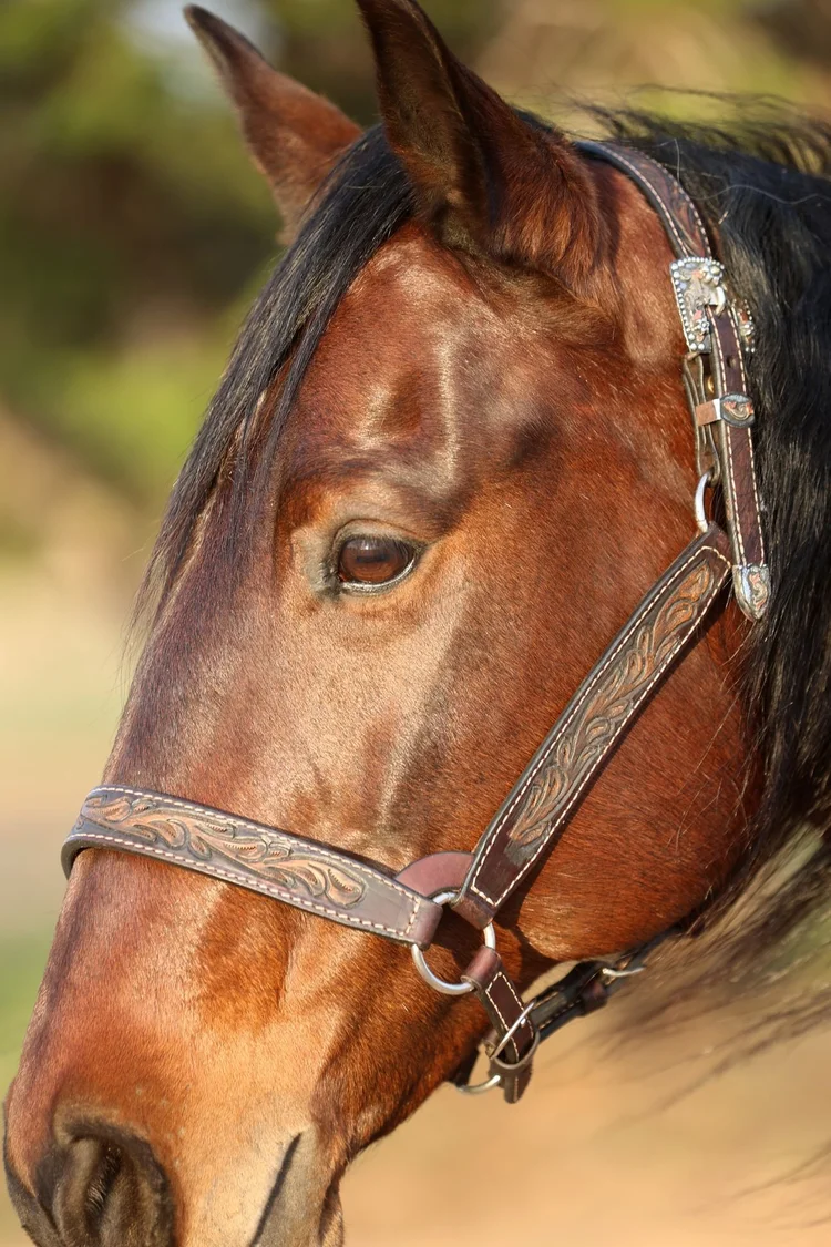 Shop — Dale Chavez Saddlery
