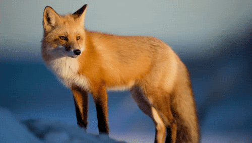 Brushstroke — Code Organa