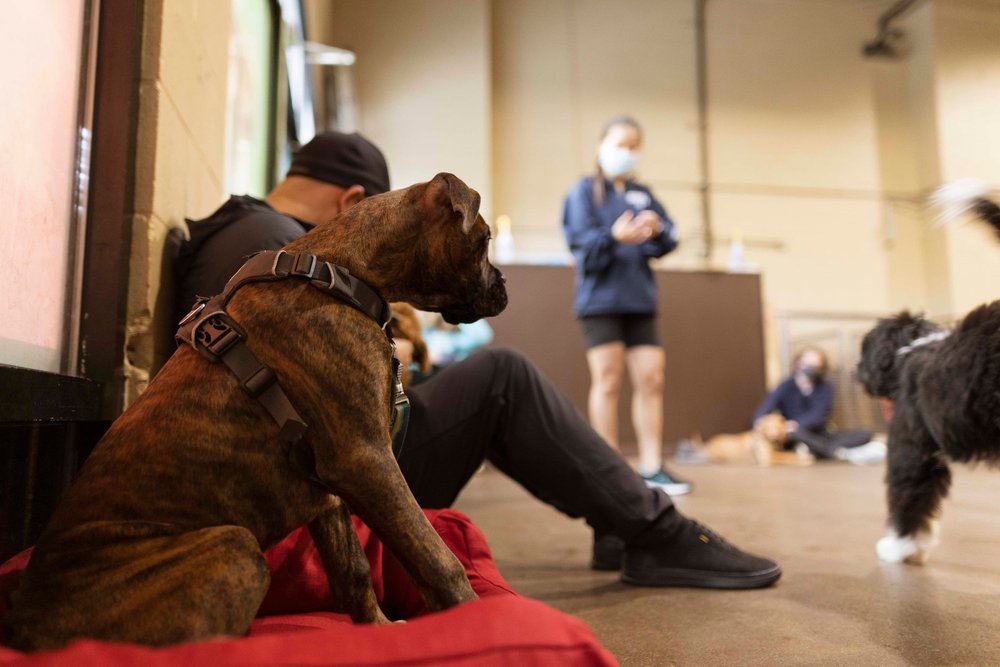 Dog & Puppy Training Classes in Vancouver | Raintown Dog Training