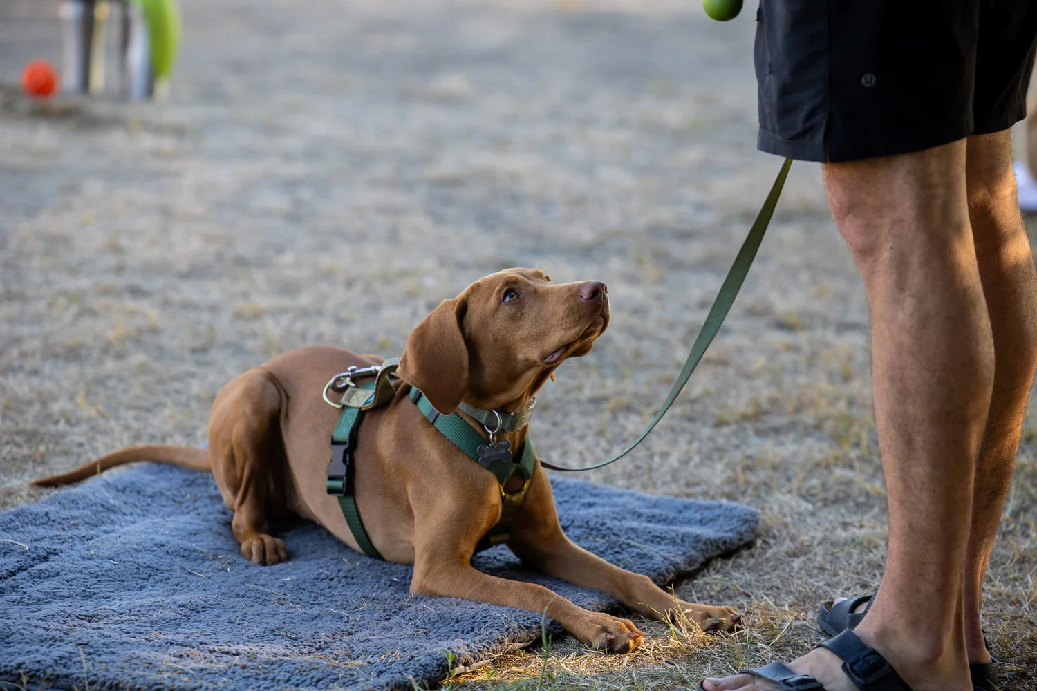 Private Dog Training Essentials in Vancouver BC | Raintown Dog Training