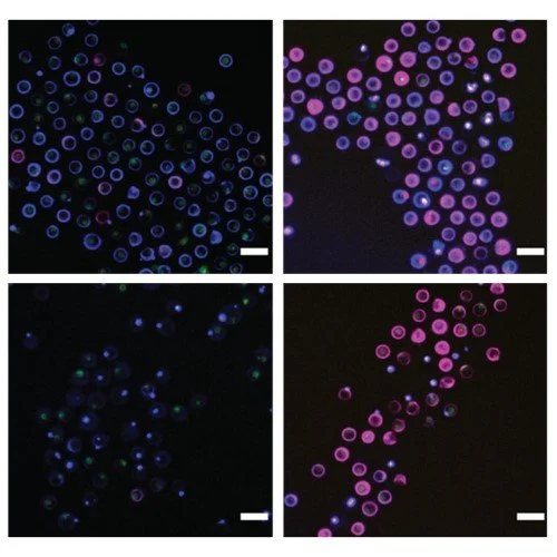 Partillion Bioscience - Unlocking Functional Single Cell Biology