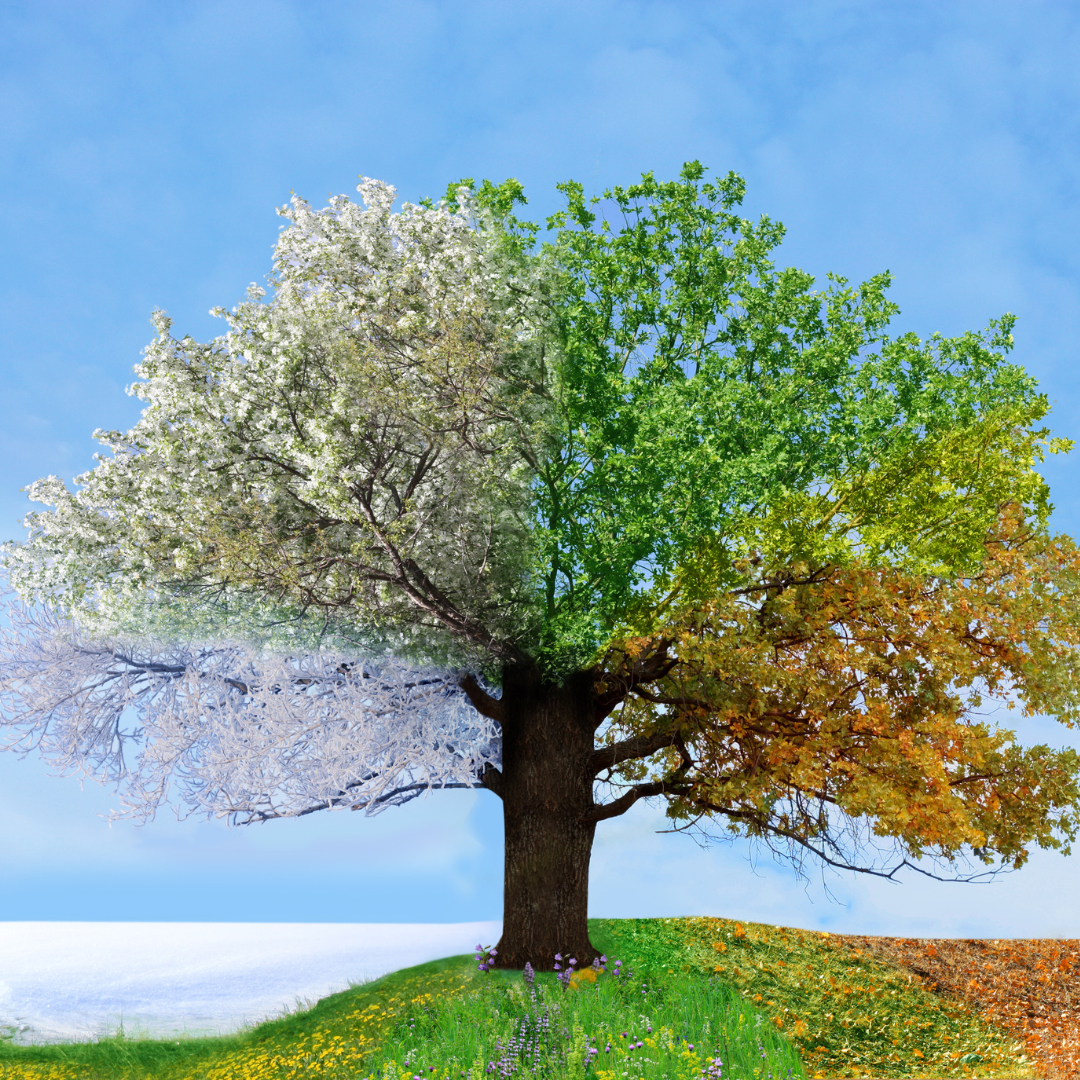 Seasonal Mental Health — Bright Stone Psychiatry