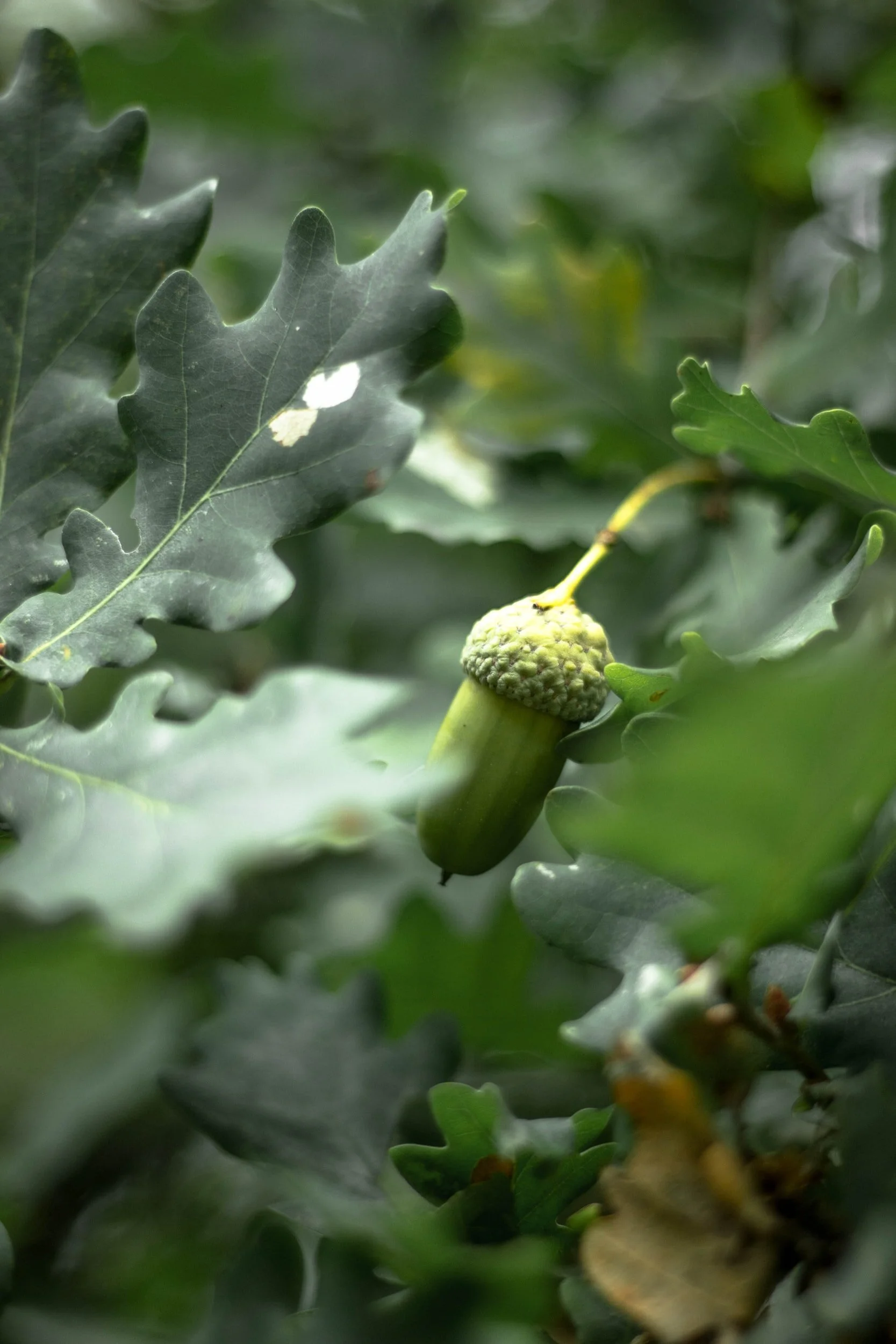 Environmental Promise | Choose Sustainable Gardening Today — LANES