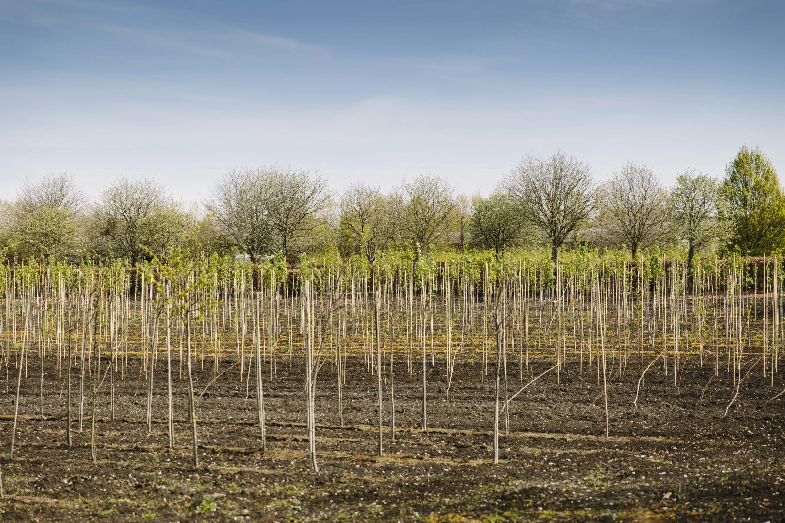 LANES | Enhance Your Garden Today