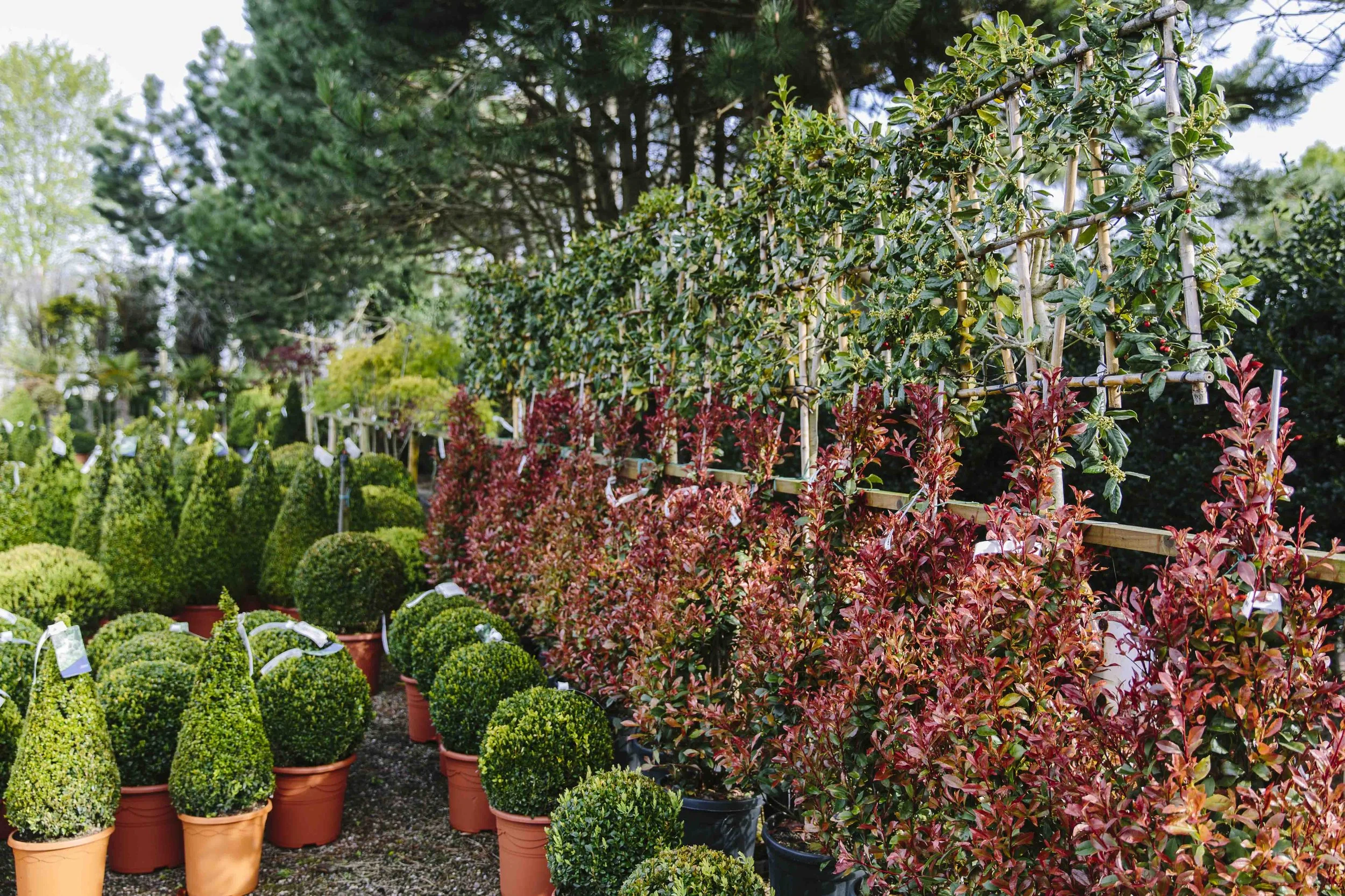 Gallery — LANES