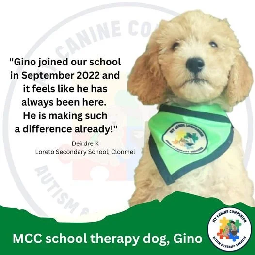 Meet MCC school therapy dog Gino — My Canine Companion