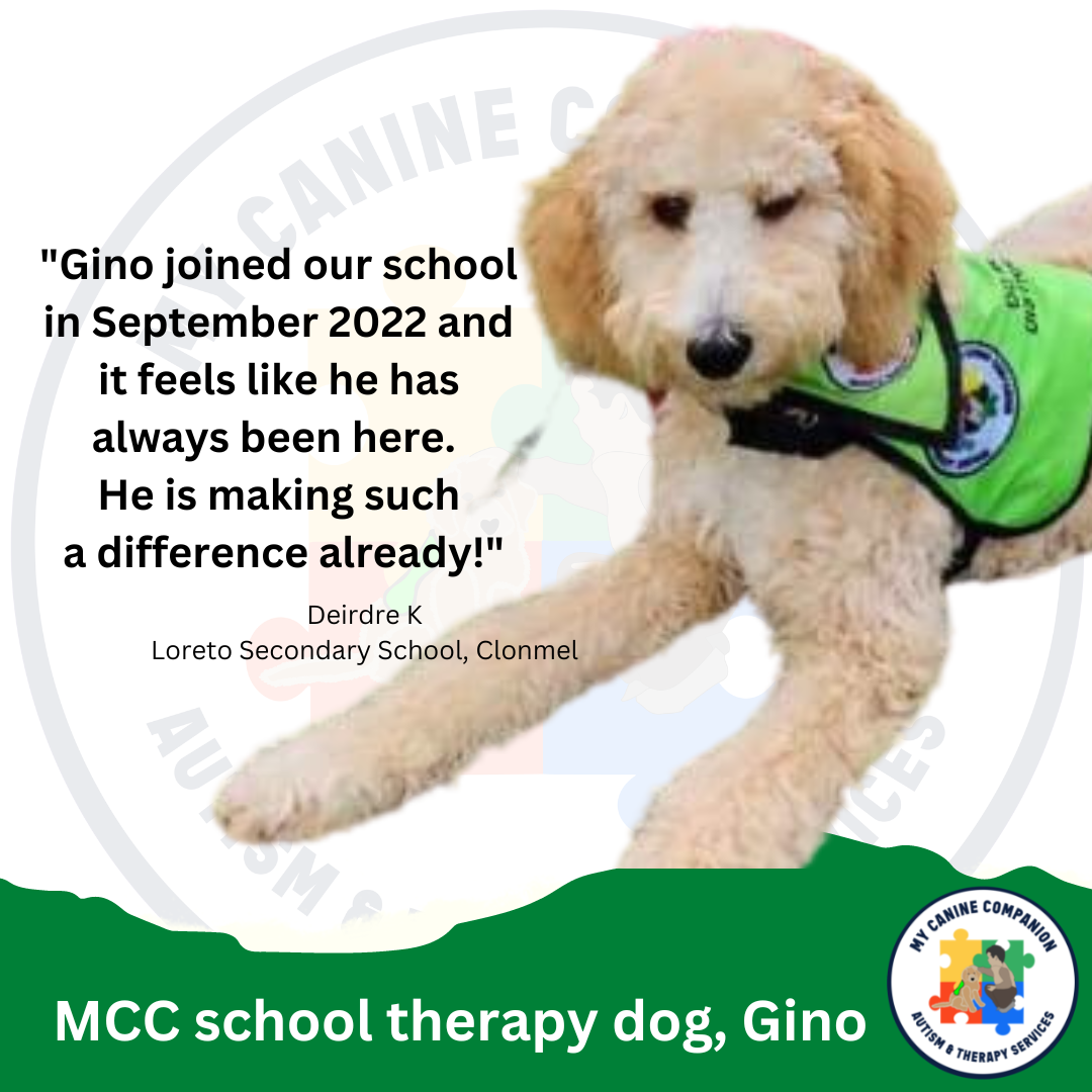 Gino - meet our school dogs — My Canine Companion