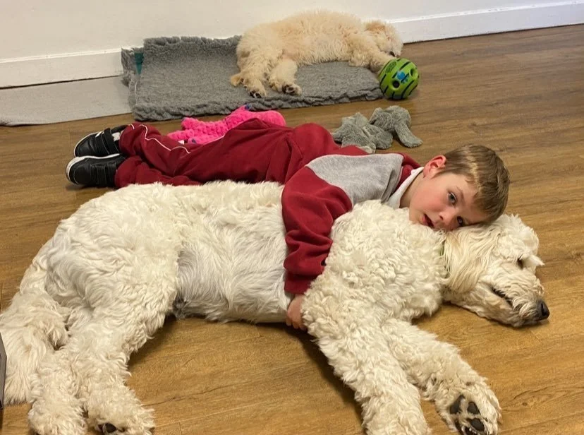 MCC School Therapy Dog Programme — My Canine Companion