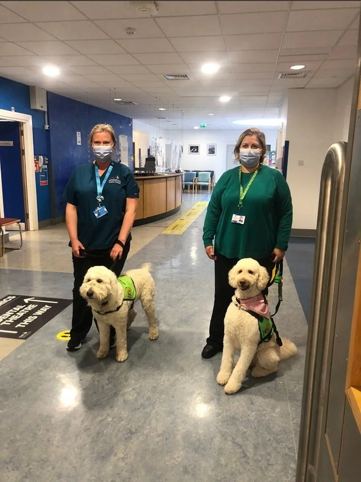 Meet our 2 CUH Staff Members, MCC superheroes Kim and Anna — My Canine ...