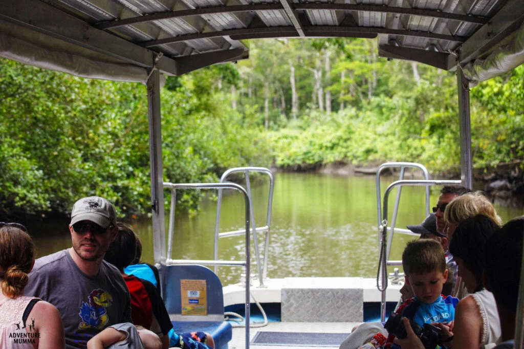 5 Reasons Why you Need to do a Daintree River Cruise — Adventure Mumma