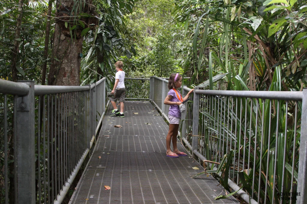 Daintree Forest - 6 Reasons to visit the Daintree Discovery Centre ...