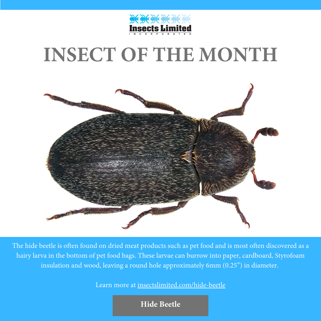 Insect of the Month: Hide Beetle (Dermestes maculatus) — Insects Limited