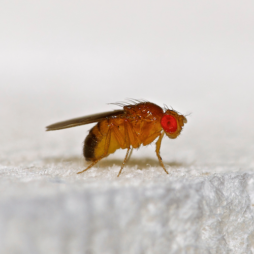 Fruit Fly | Identify Your Pest with Insects Limited