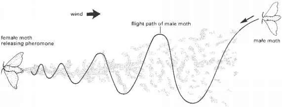 Plumes: How Pheromones Travel