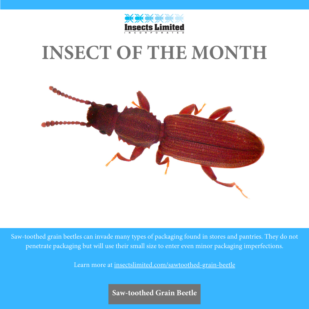 Saw-toothed Grain Beetle (Oryzaephilus surinamensis)