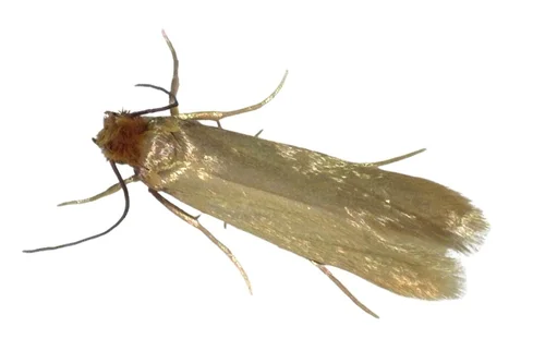 Identify Your Fabric and Museum Insect