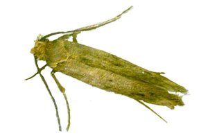 Identify Your Fabric and Museum Insect